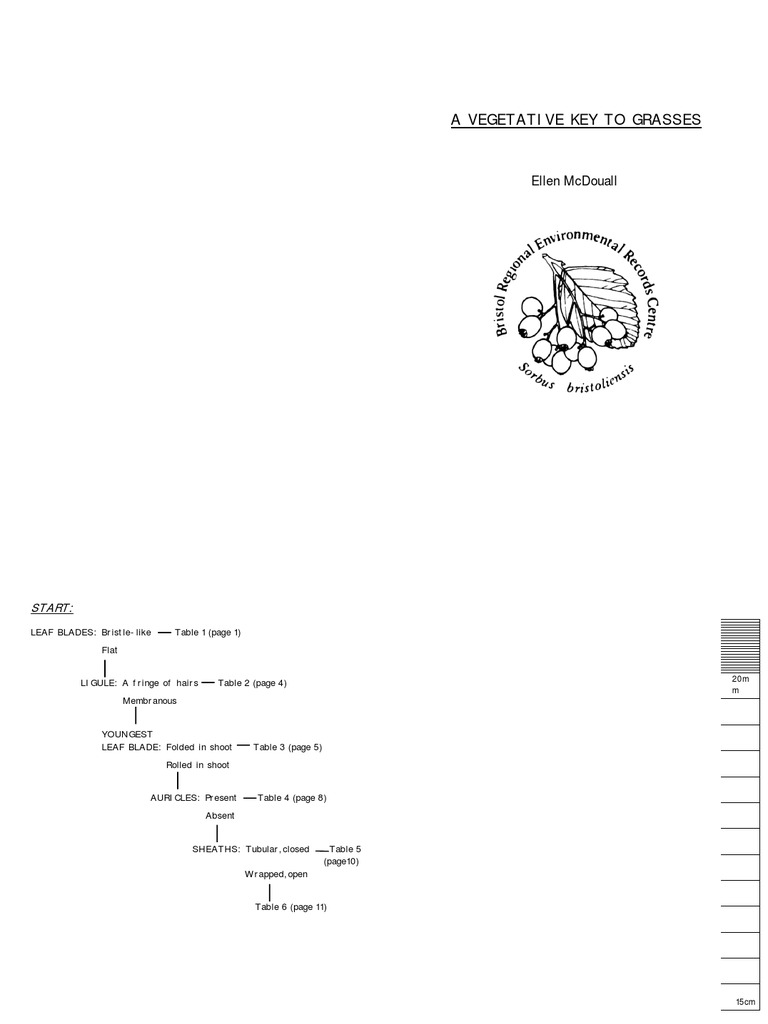 Brerc Grass Key | PDF | Leaf | Plants