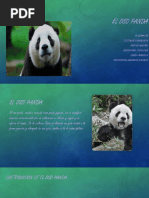 Tipos de Pandas | PDF | Panda gigante | Osos