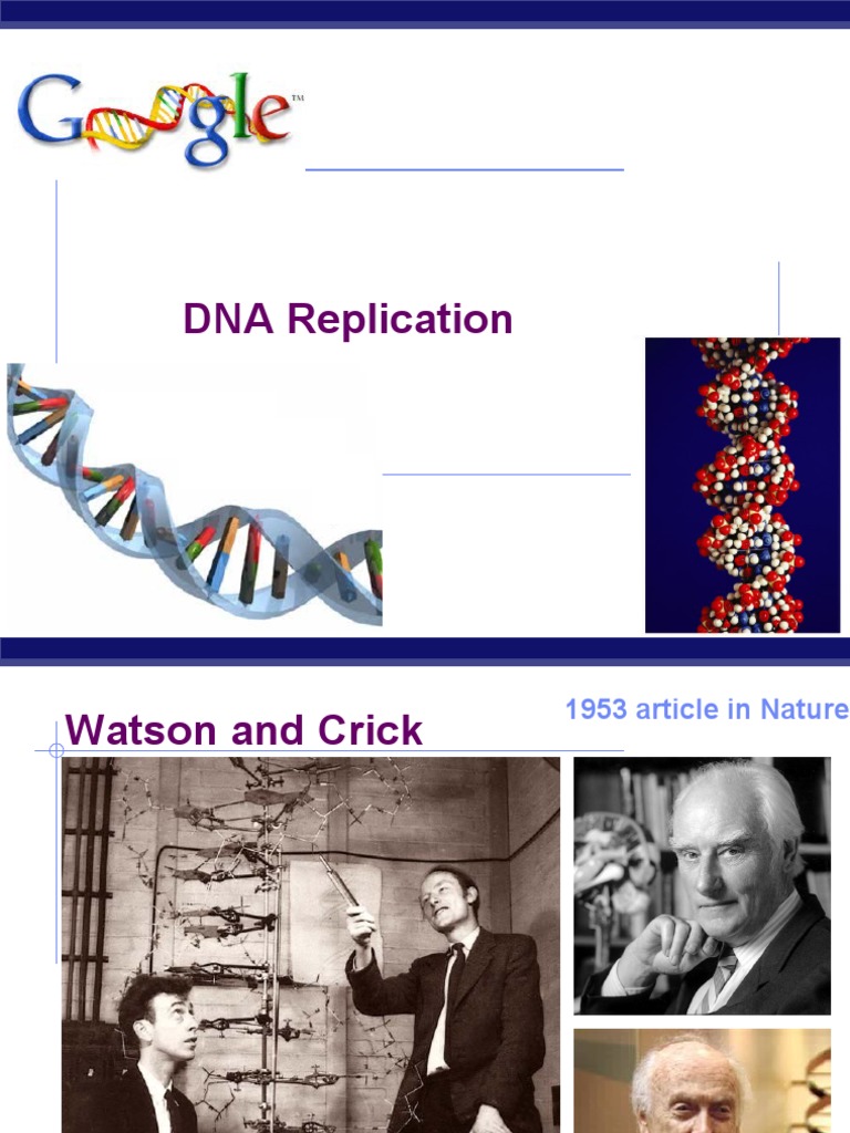 DNA Replication: AP Biology | PDF | Dna Replication | Dna