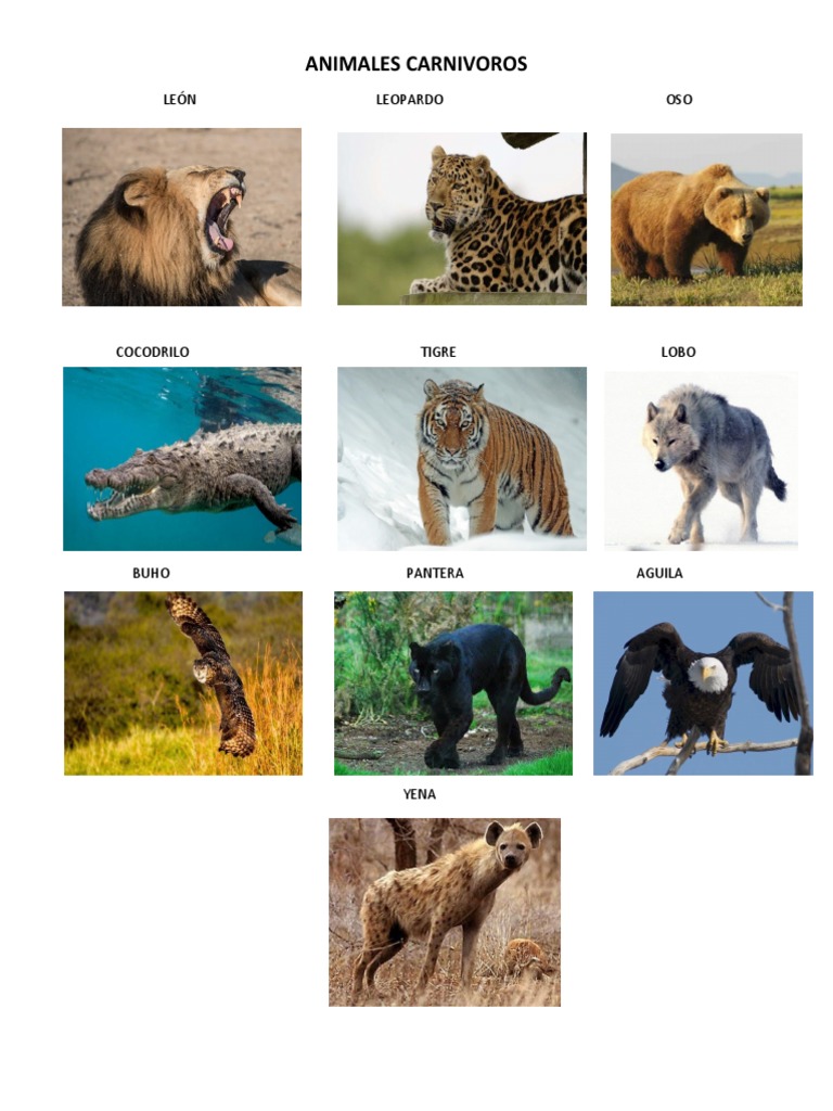 10 Ejemplos de Animales Carnívoros | PDF | Salud y bienestar