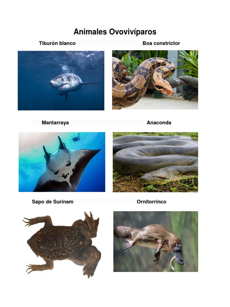 Lista Animales Ovovivparos Animales Ovíparos, Vivíparos Y