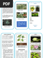 Bingo de Plantas Pictos | PDF