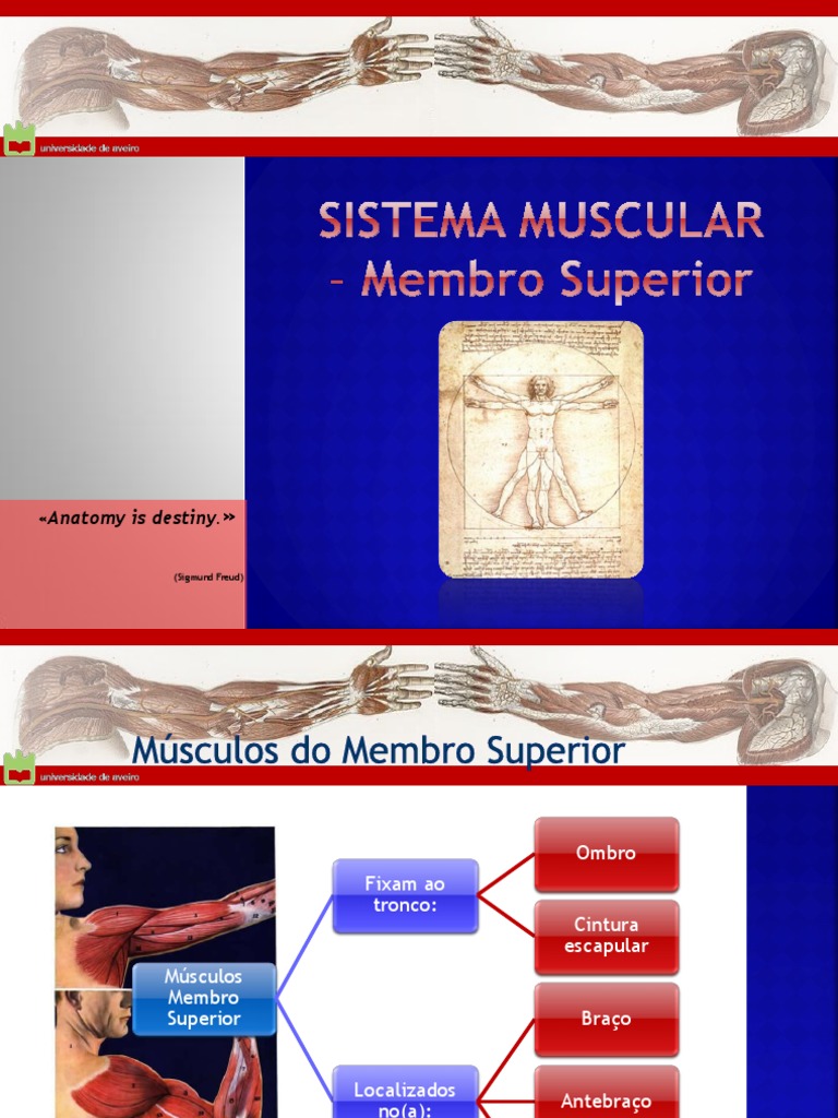 Musculos Membro Superior | PDF | Ombro | Membros (anatomia)