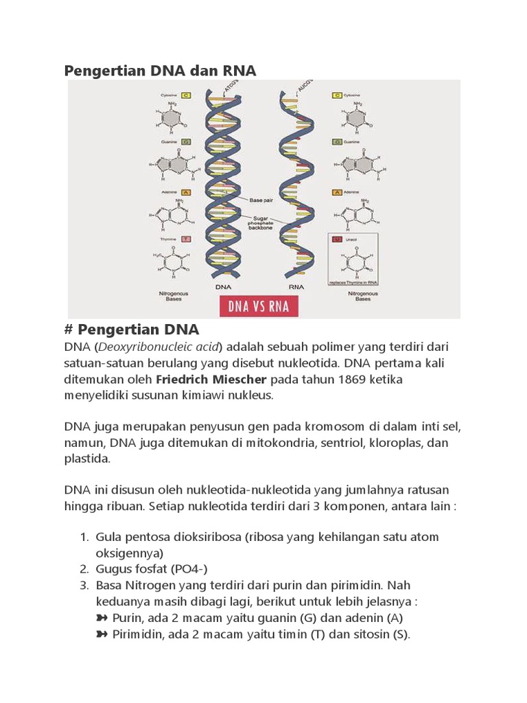 Macam-Macam DNA dan RNA | PDF | Sains & Matematika