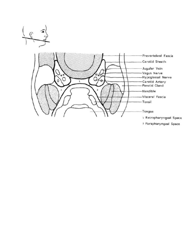 Anatomi Leher. | PDF