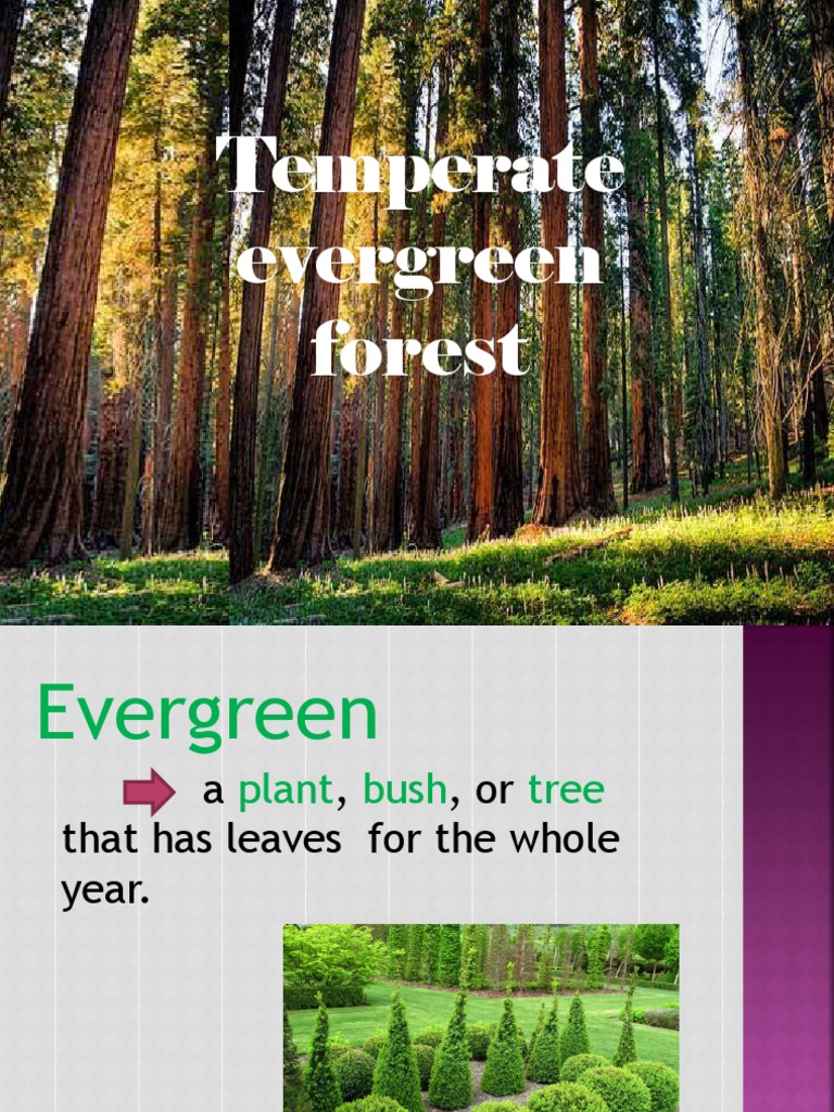 Evergreen Forest | PDF | Temperate Climate | Trees