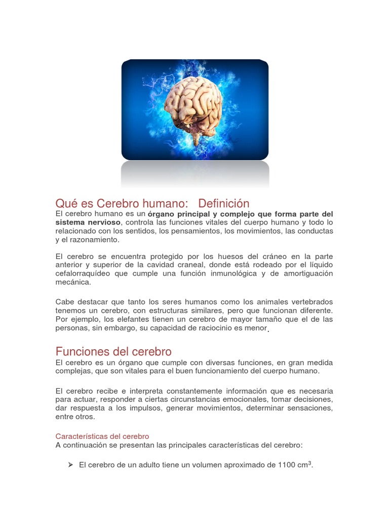 Qué Es Cerebro Humano Exposicion Neurolinguistica | PDF | Cerebro ...