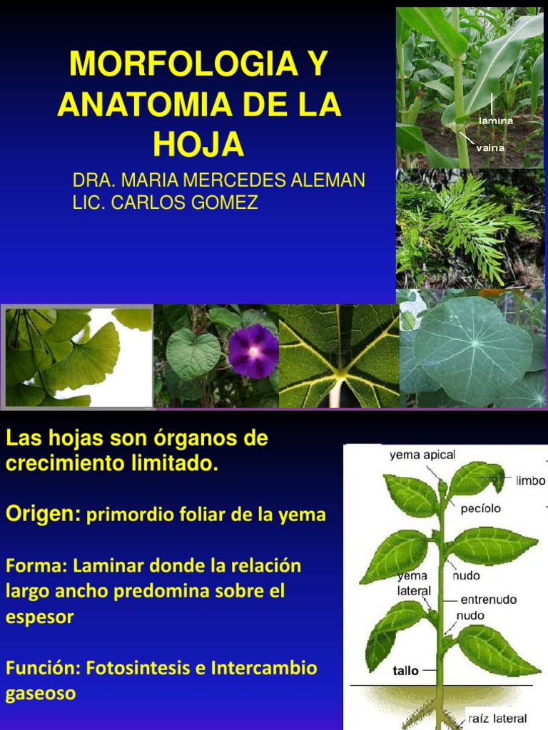 Clase 5 Hoja Morfología y Anatomía (Autoguardado) | PDF | Hoja | Eucariotas