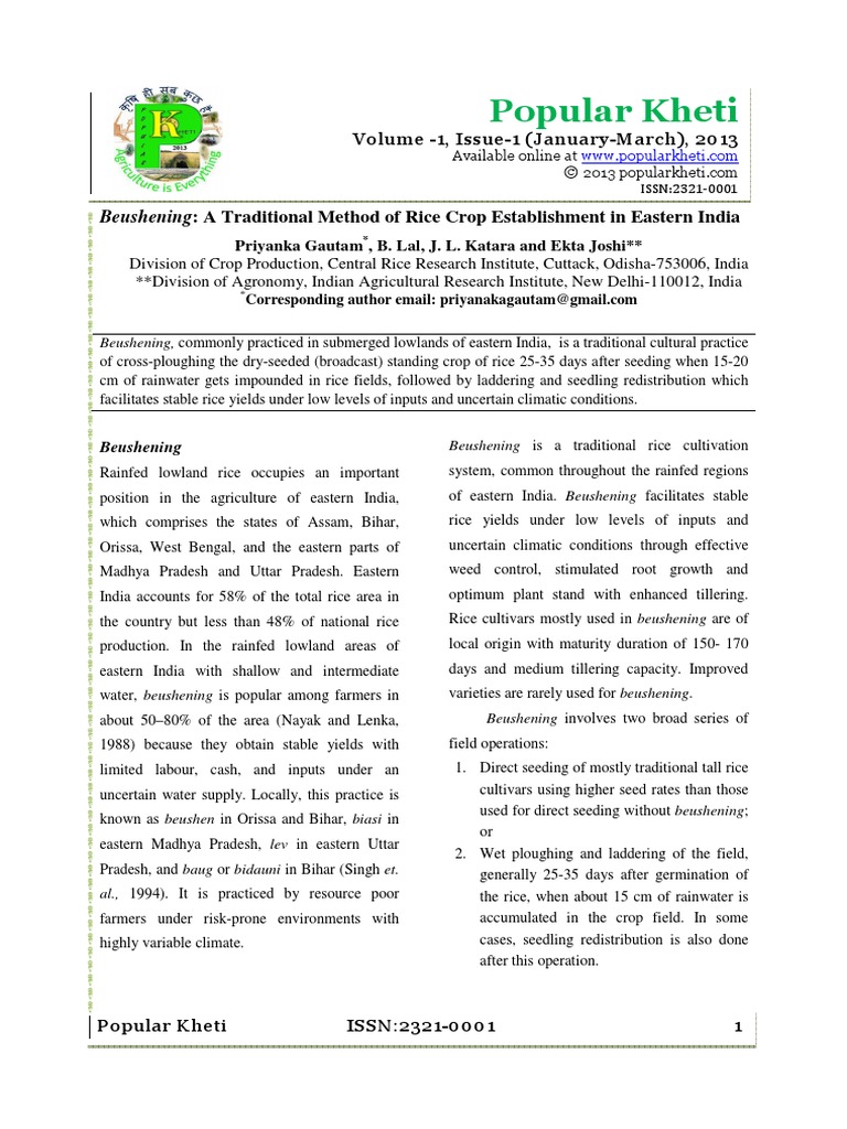 Beushening: Traditional Rice Cultivation | PDF | Rice | Weed