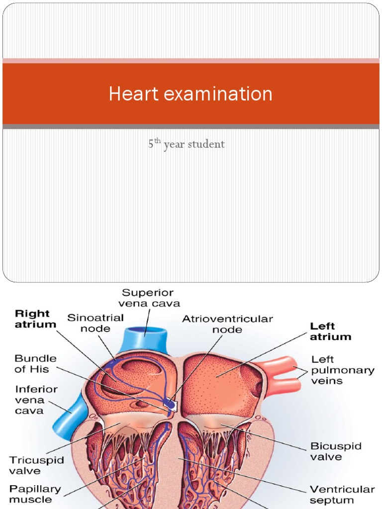 Heart Examination | PDF | Heart Valve | Diastole