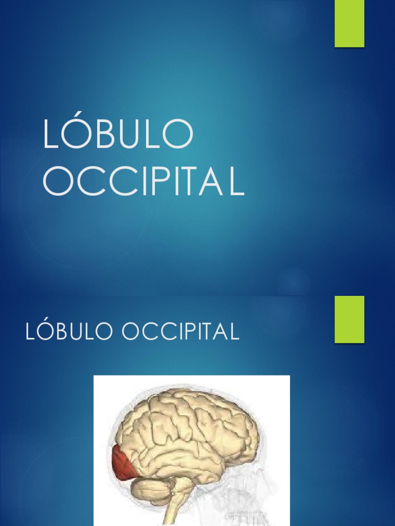 Funciones del Lóbulo Occipital | PDF | Lóbulo temporal | Cerebro
