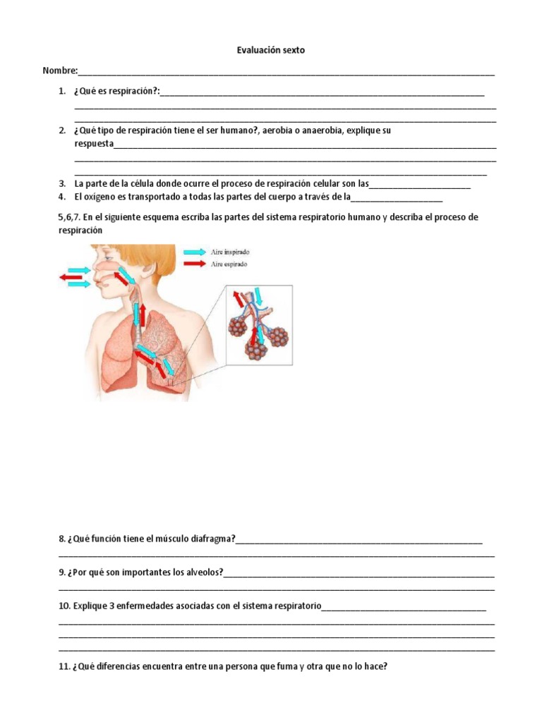 Evaluación Sexto Sistema Respiratorio | PDF