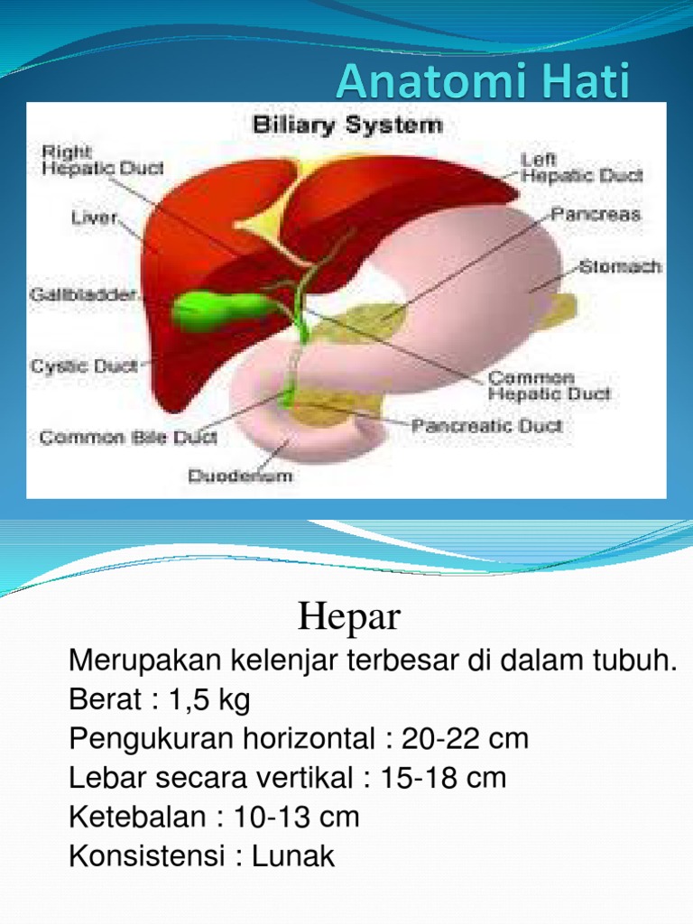 Anatomi Fisiologi Hepar | PDF