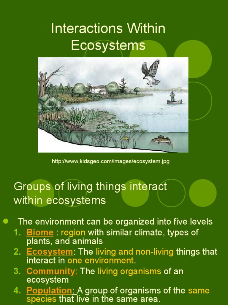 Interactions Within Ecosystems | PDF | Symbiosis | Ecosystem