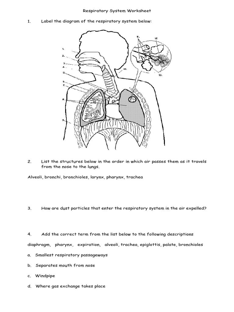 Respiratory System Worksheet PDF | PDF