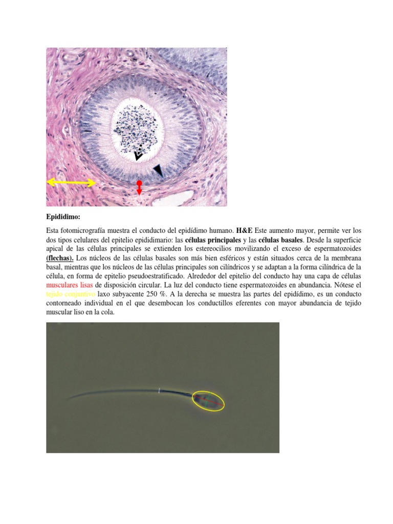 EPIDIDIMO | PDF | Epitelio | Tejido (biología)