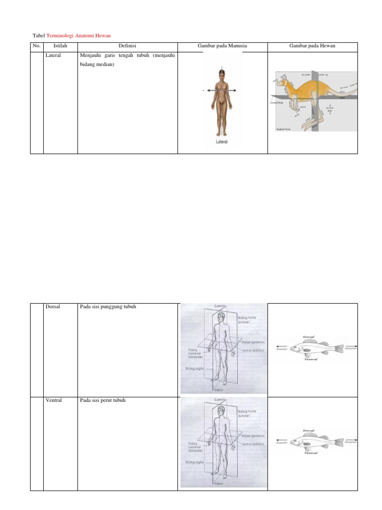 Terminologi Anatomi Hewan dan Manusia | PDF | Ilmu Sosial | Sains ...