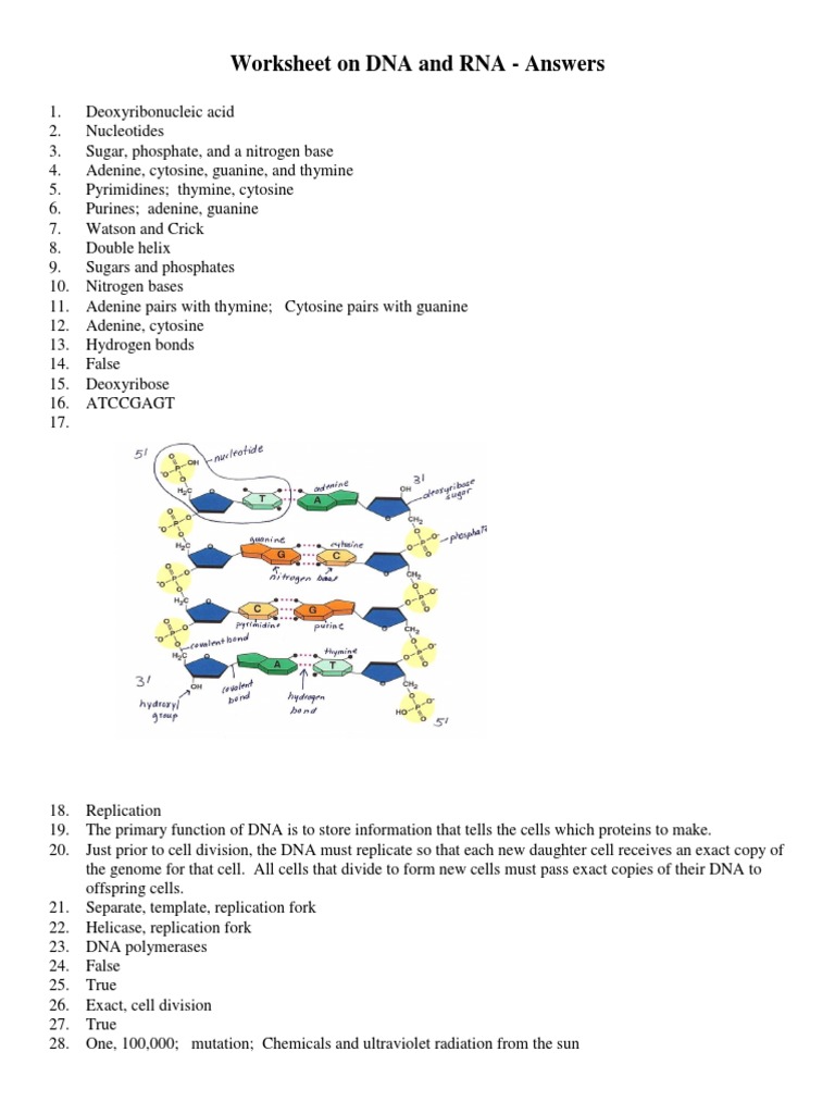 DNA and RNA Worksheet Answers | PDF | Rna | Dna