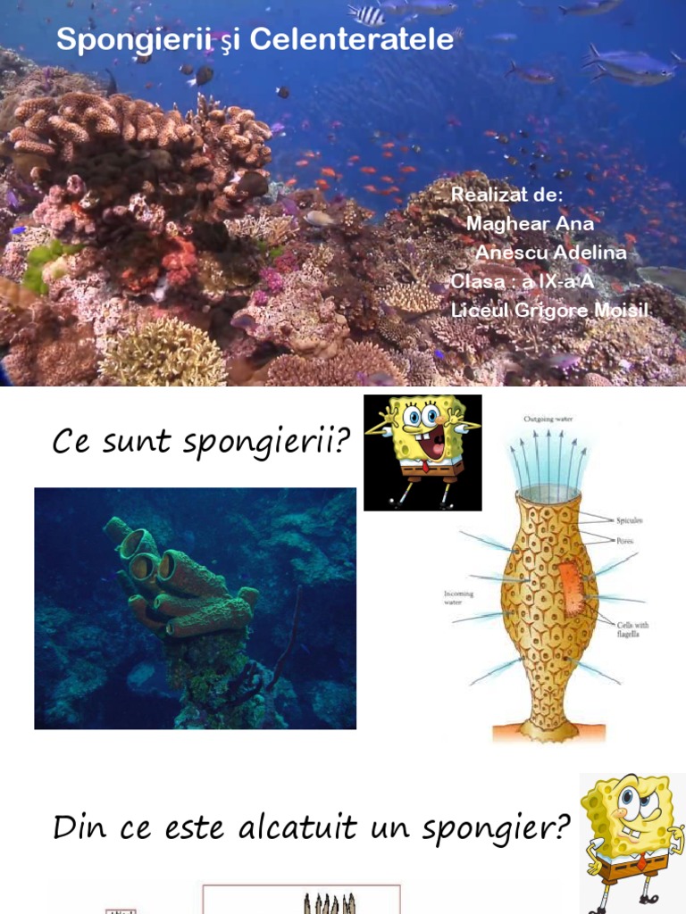 Spongieri - Celenterate | PDF
