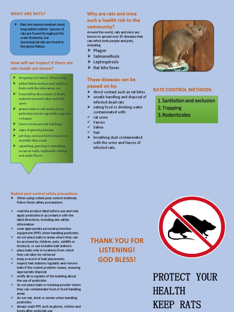 Be Aware of Rats Brochure | PDF | Rat | Rodent