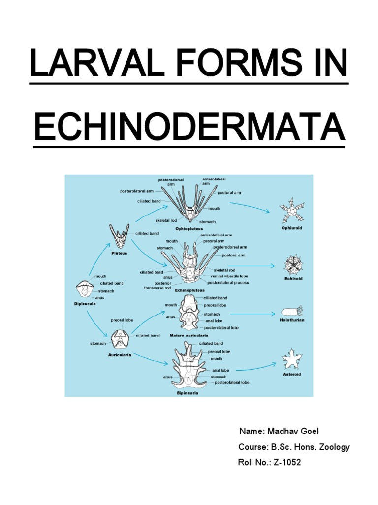 Echinoderm Larvae.pdf | Organisms | Zoology