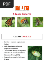 Anatomia da Borboleta: Estruturas e Funções | PDF | Anatomia | Corpo humano