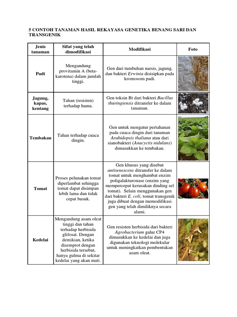 5 Contoh Tanaman Hasil Rekayasa Genetika Benang Sari Dan Transgenik | PDF