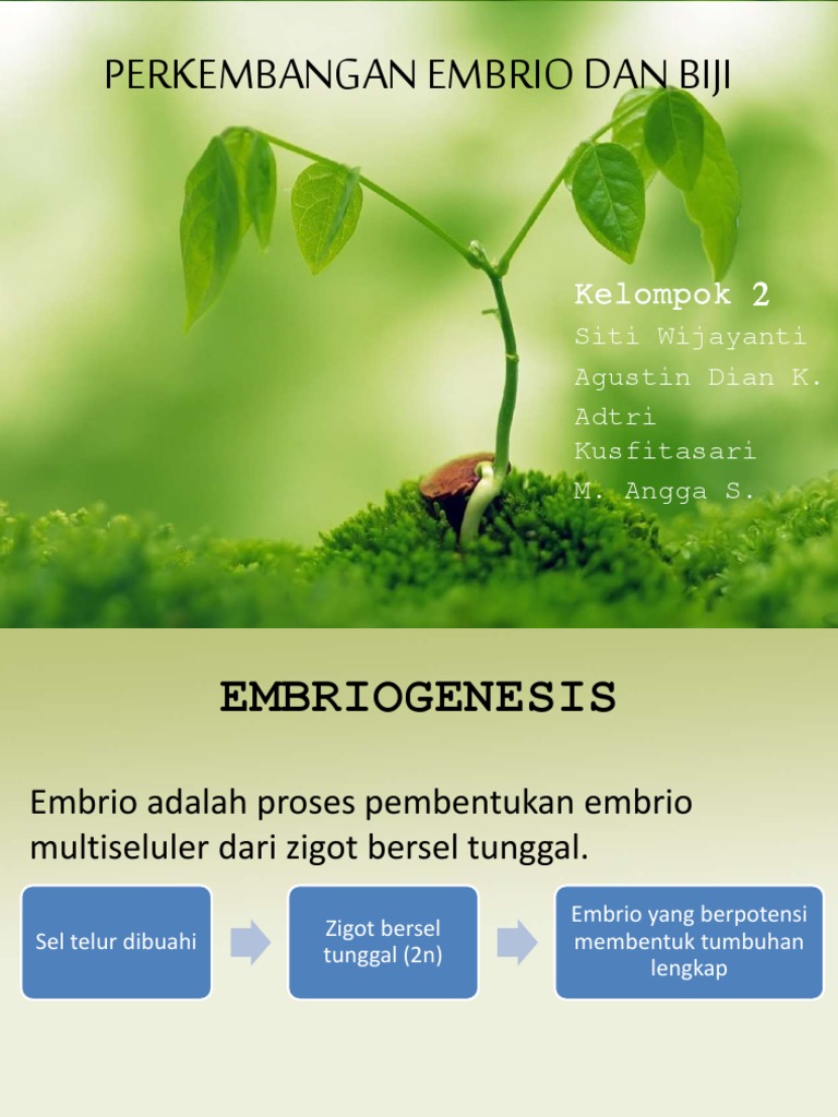 Proses Embriogenesis Tumbuhan | PDF