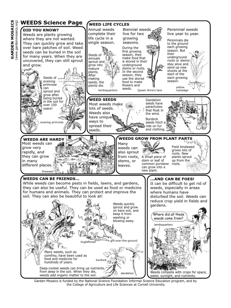 Weeds Science Factsheet | PDF | Weed | Seed