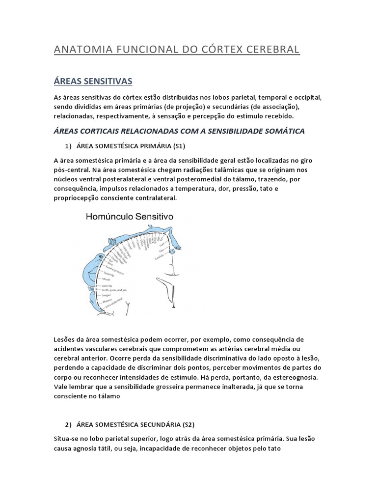 Anatomia Funcional Do Córtex Cerebral | PDF | Sistema límbico | Sistema ...