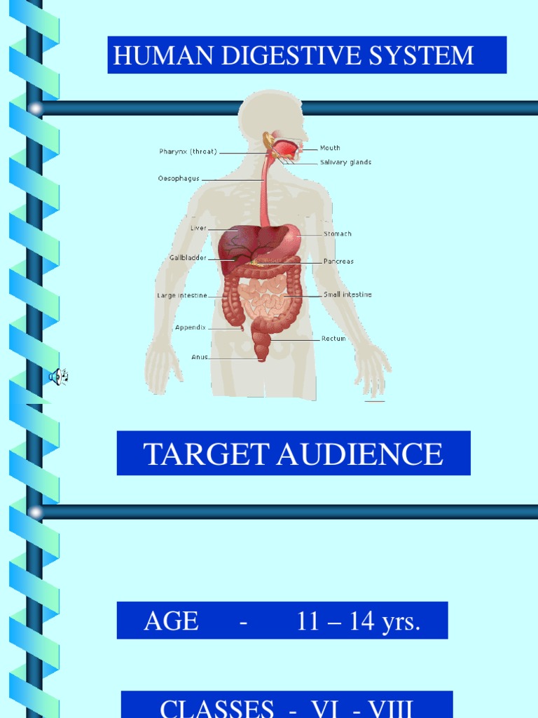 An Informative Guide to the Human Digestive System for Middle School ...
