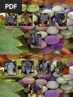 Wine Training Module | PDF | Cooking, Food & Wine