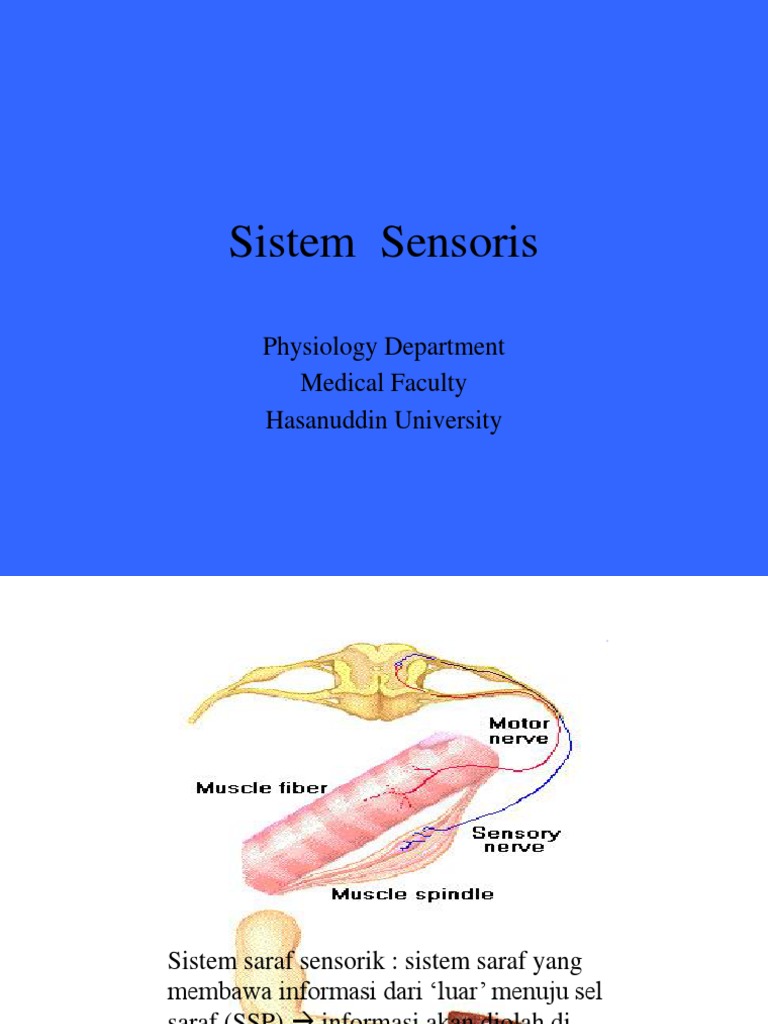 Sensorik-Motorik Neuropsikiatri | PDF