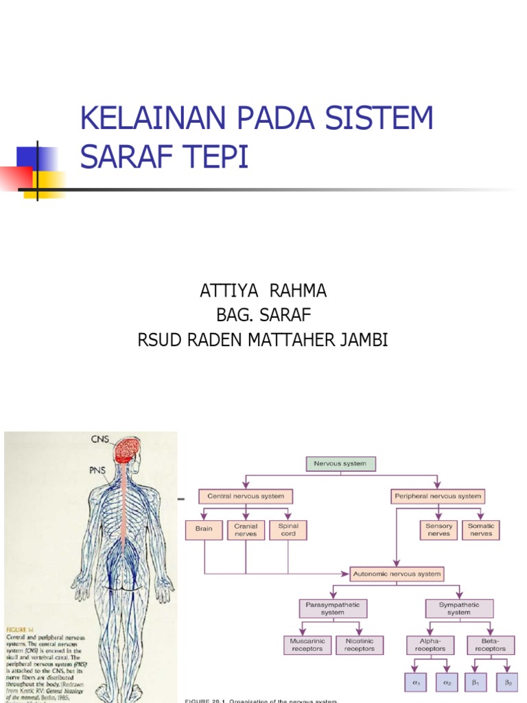 Kelainan Pada Sistem Saraf Perifer | PDF | Peripheral Neuropathy | Myelin