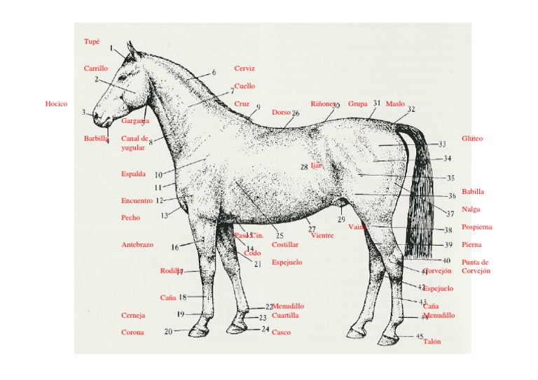 Partes Del Caballo | PDF