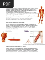 Músculos Del Torso | PDF | Sistema musculoesquelético | Anatomía humana