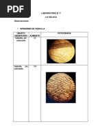 Observación de Células de Corcho al Microscopio | PDF