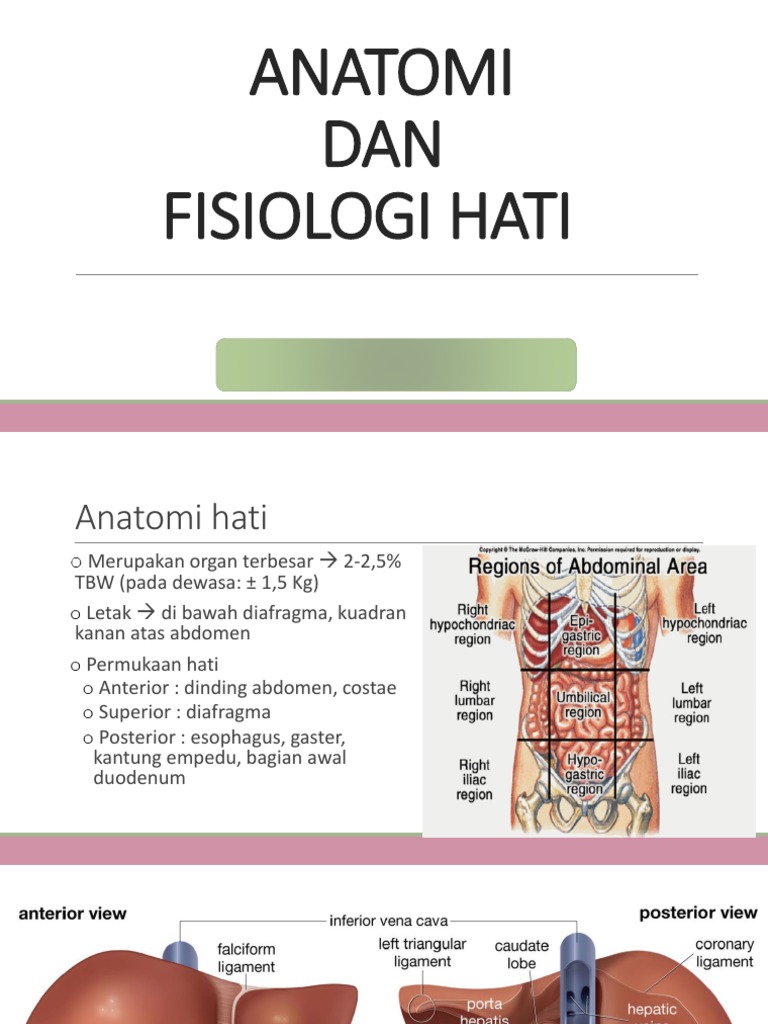 Anatomi Dan Fisiologi Hati | PDF