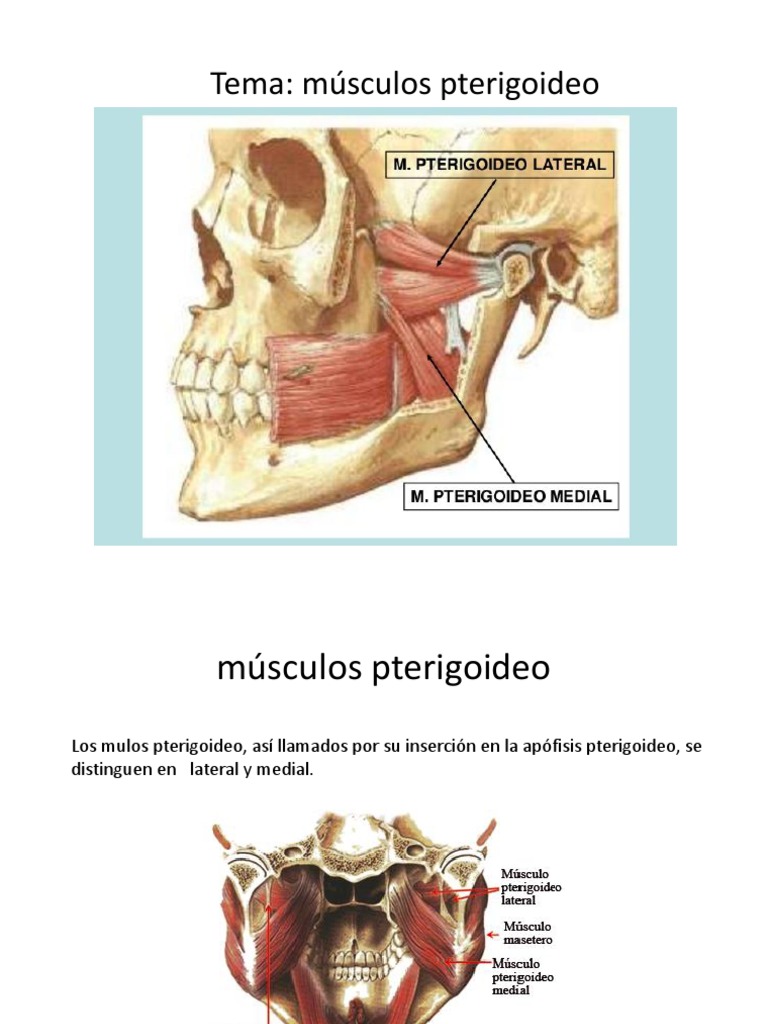 Origen E Inserción Del Músculo Pterigoideo Lateral