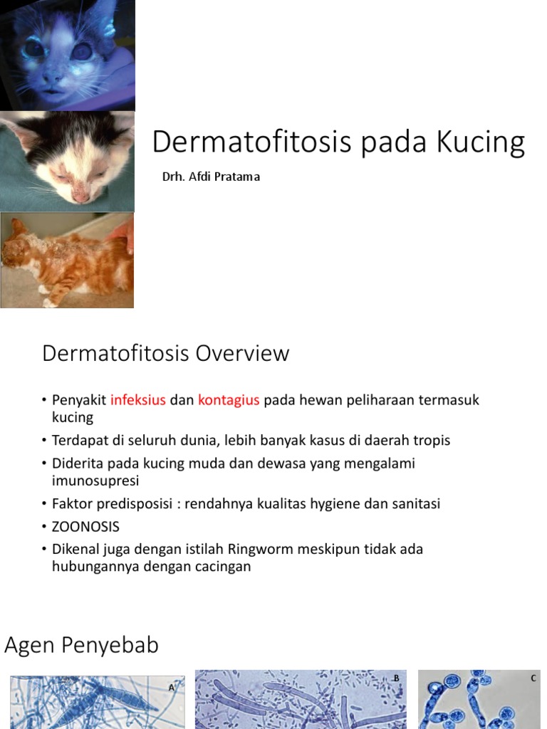 Dermatofitosis pada Kucing: Gejala dan Penyebab | PDF