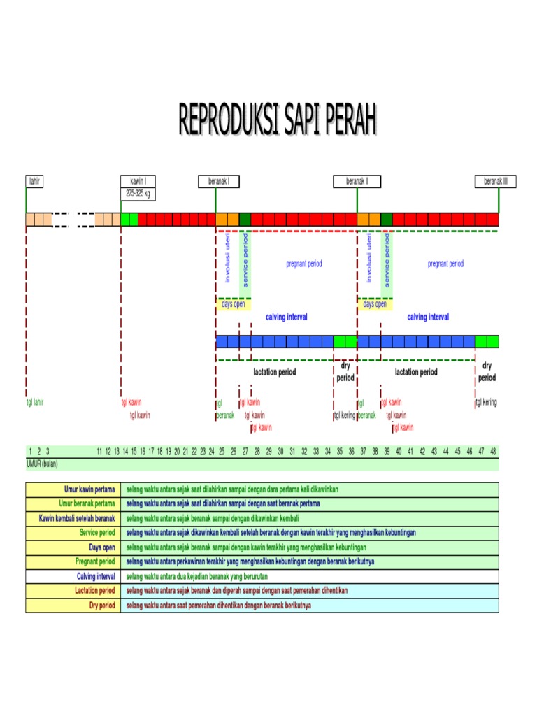 Siklus Reproduksi Sapi Perah | PDF
