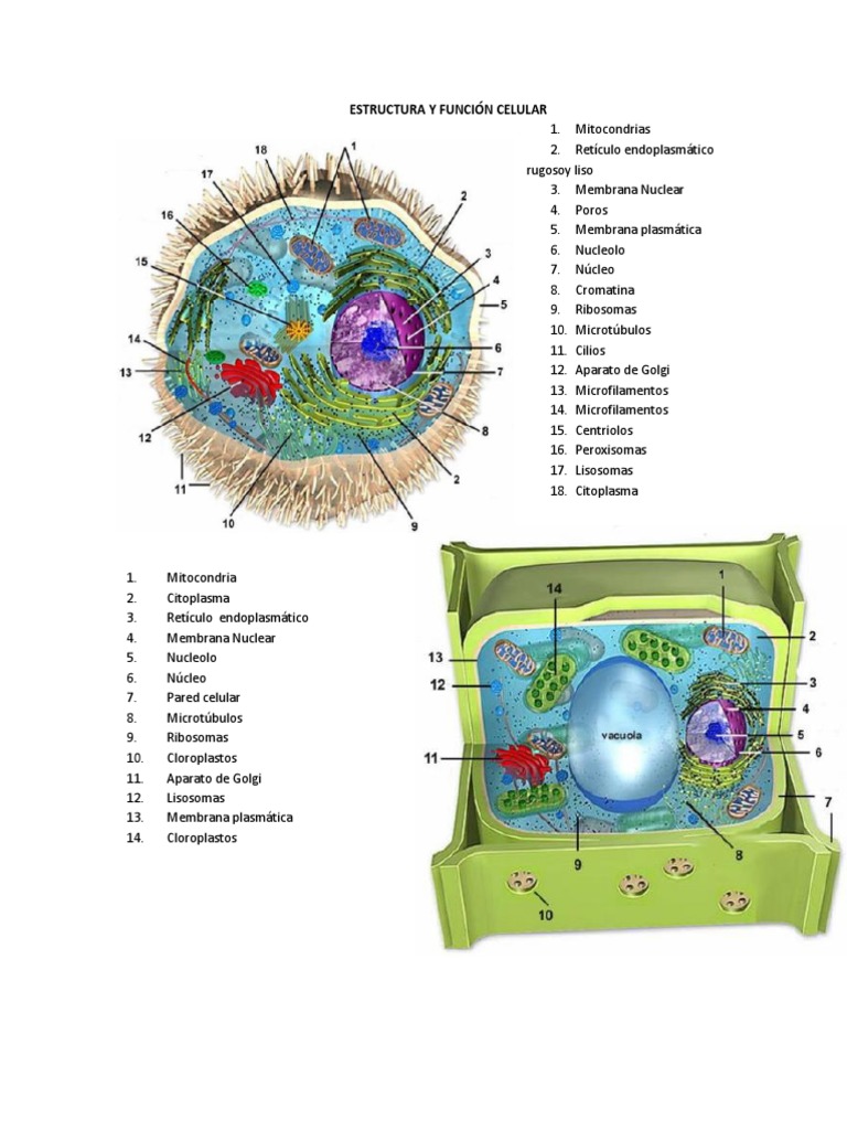 Estructura y Función de Organelos Celulares | PDF | Citoplasma | Nucleo ...