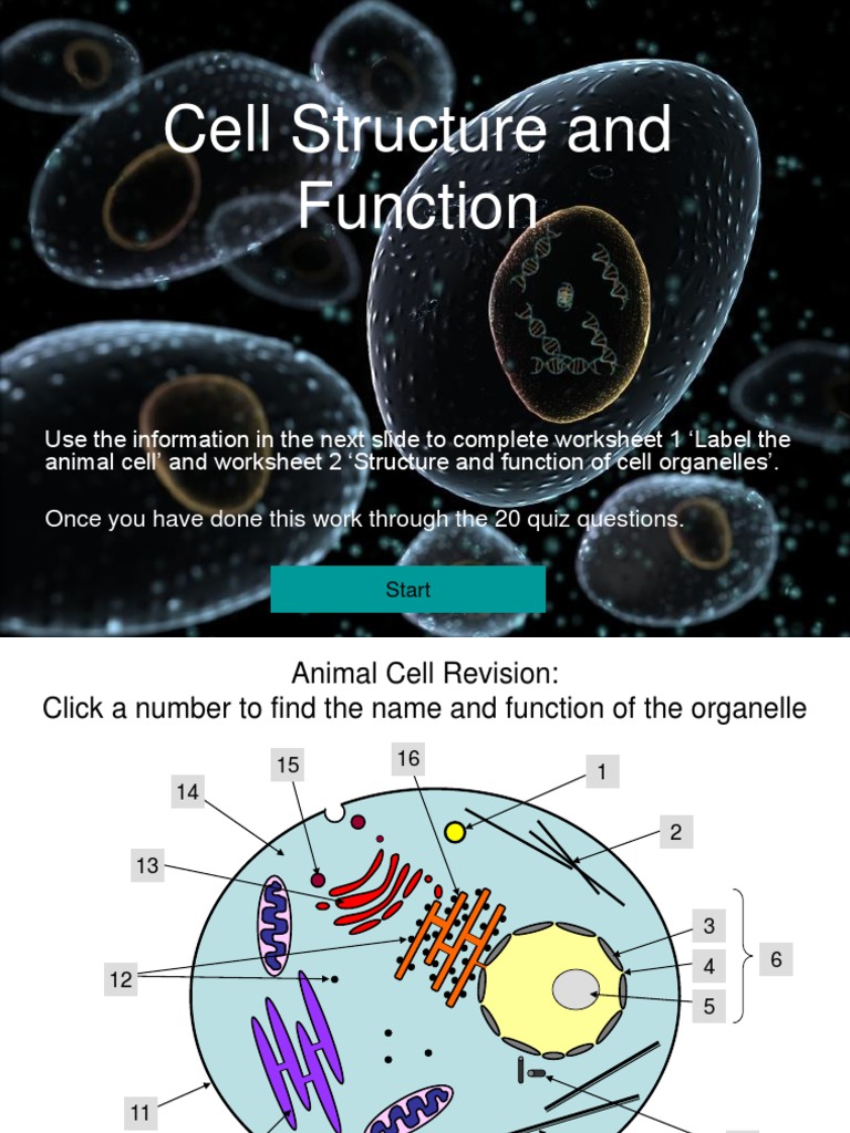 Animal Cell Structure and Function Student | PDF | Vesicle (Biology And ...