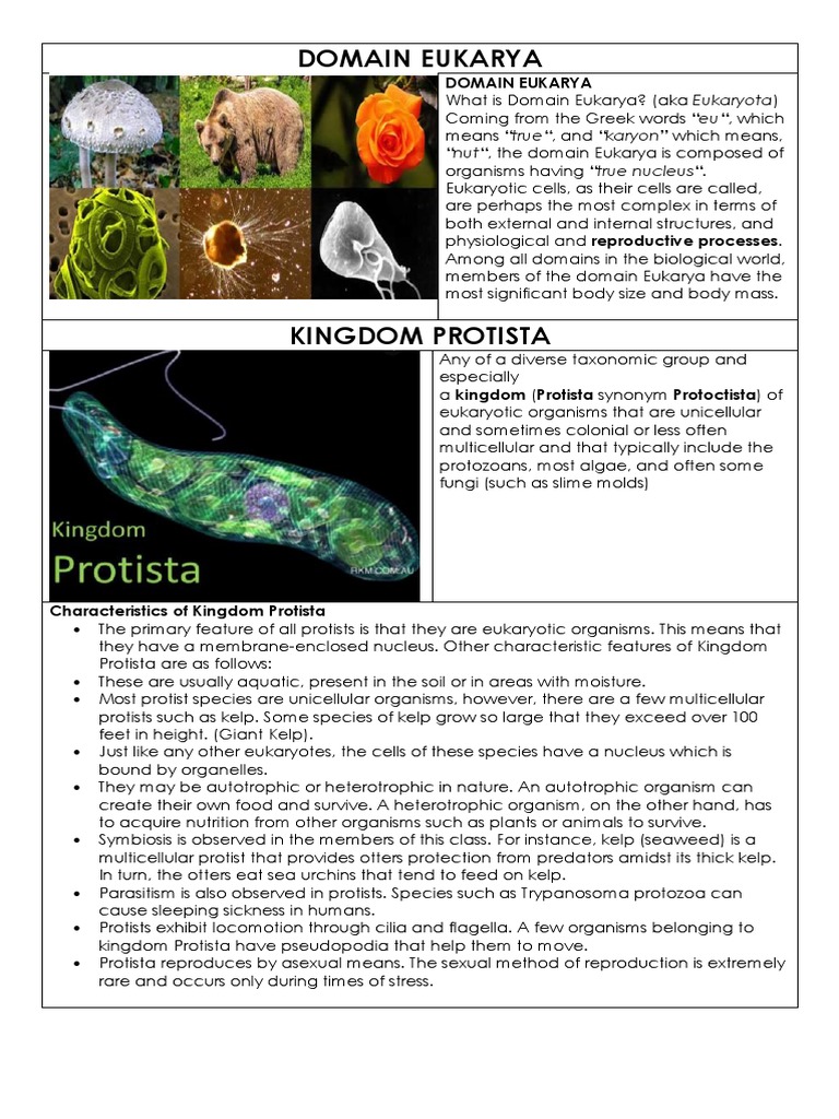 Eukarya Protista