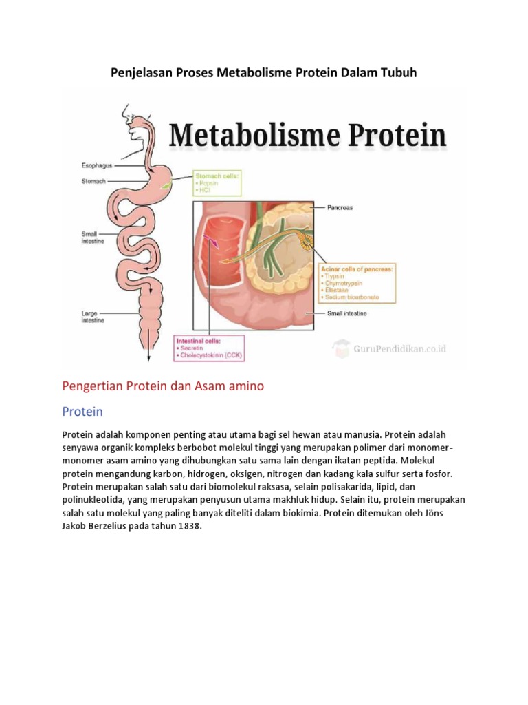 Metabolisme Protein Biologi 2 | PDF