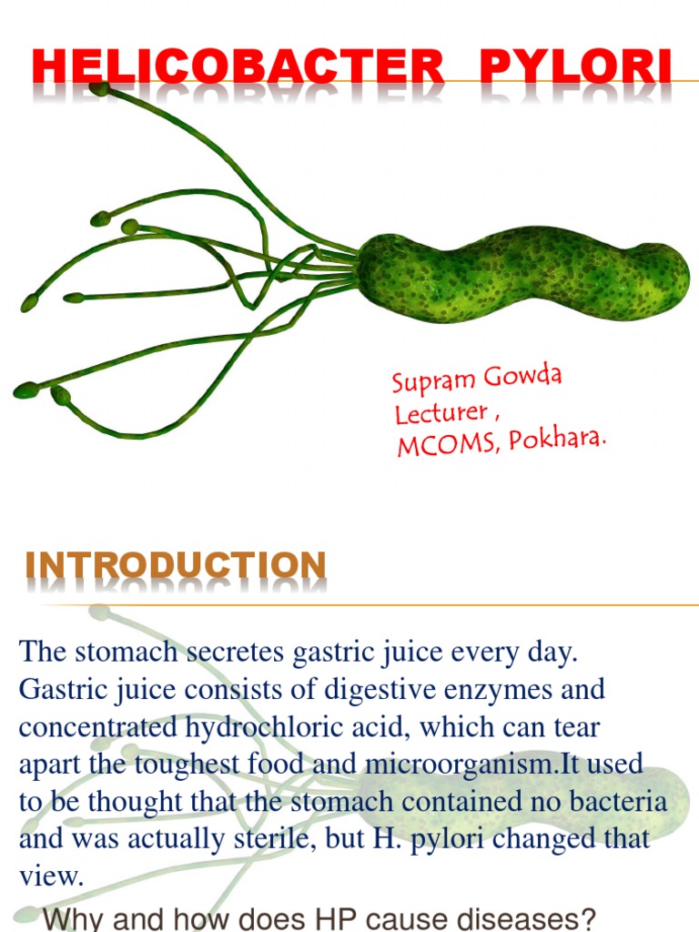 H Pylori | PDF | Stomach | Immunology