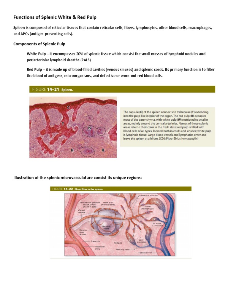 White and Red Pulp (Spleen) | PDF | Lymph Node | Lymphatic System