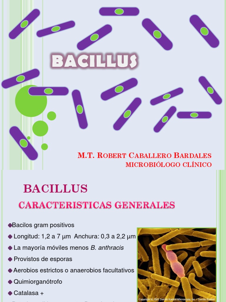 Características y Patologías de Bacillus | PDF | Bacilo | Ántrax