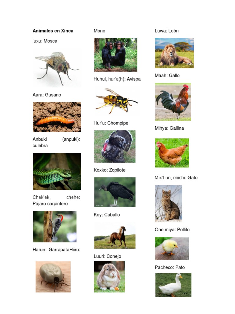 Animales en Xinca 17 | PDF