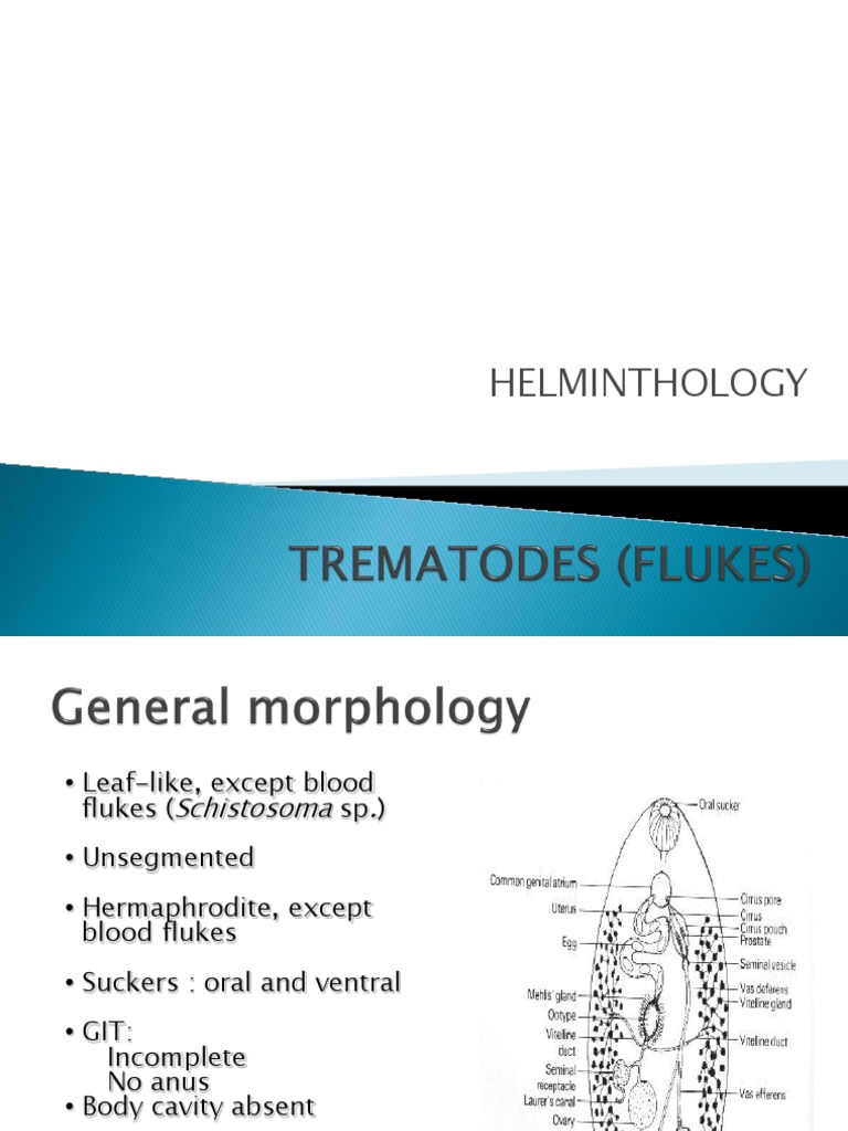 K5 - PPT Trematodes Bbs | PDF | Parasitology | Parasites